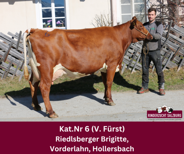 Marktberichte Versteigerung - Rinderzuchtverband Salzburg